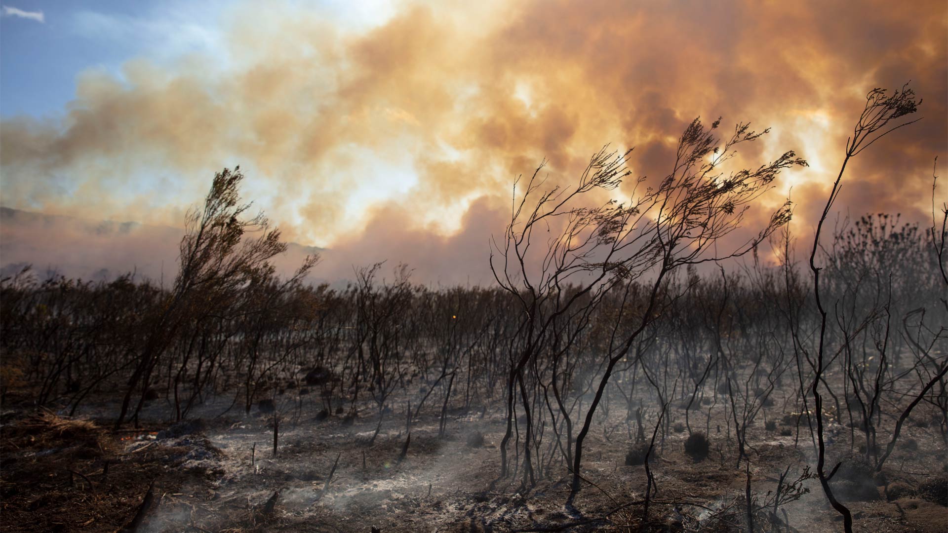 Watch The Green Planet Season 1, with your kids on DStv