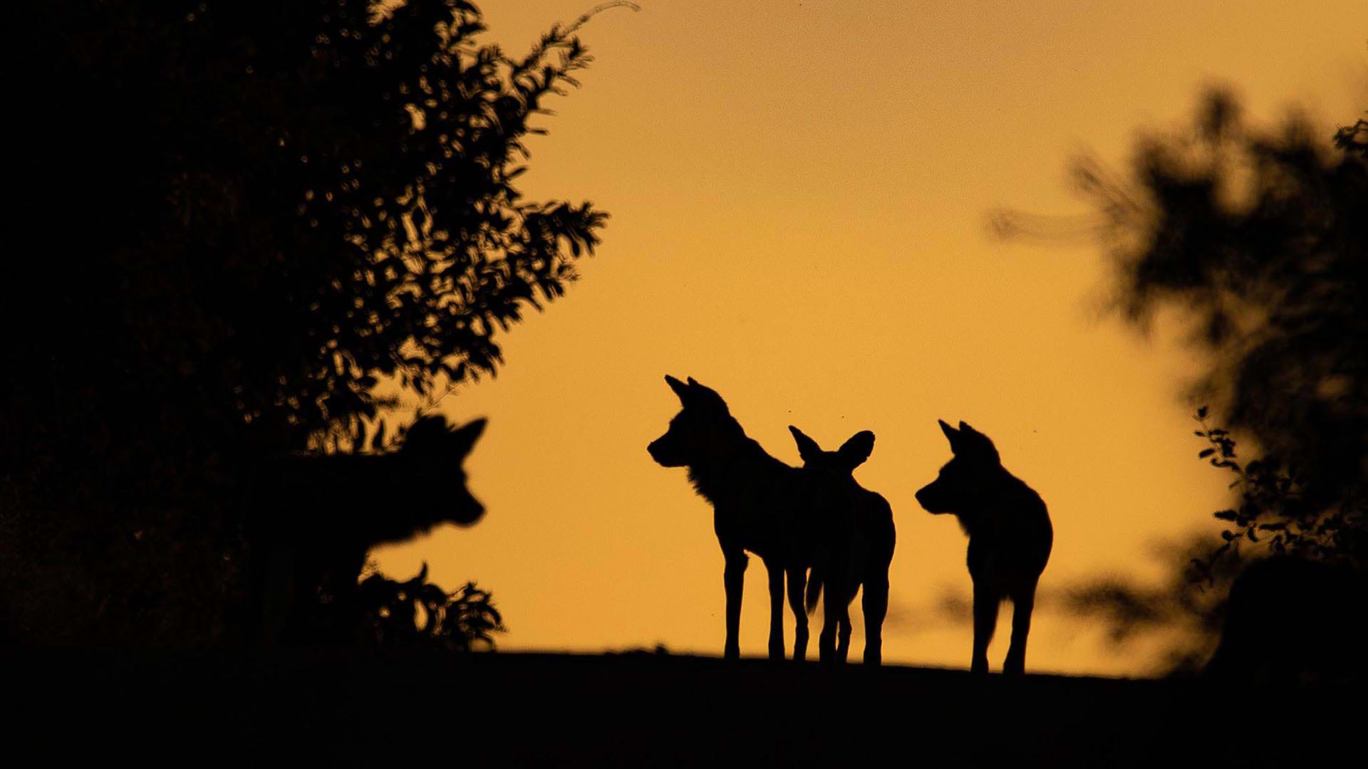 WildEarth (DStv 183) now a permanent channel on DStv