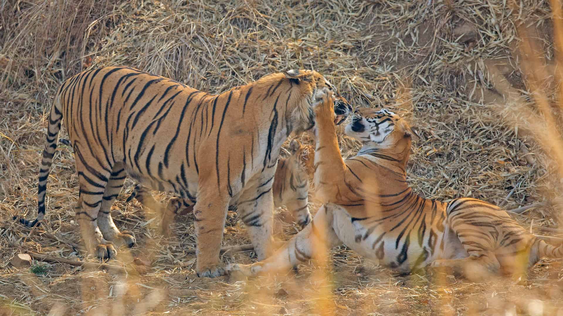 Aishwarya Sridhar’s Tiger Queen of Taru closes Big Cat Month on ...