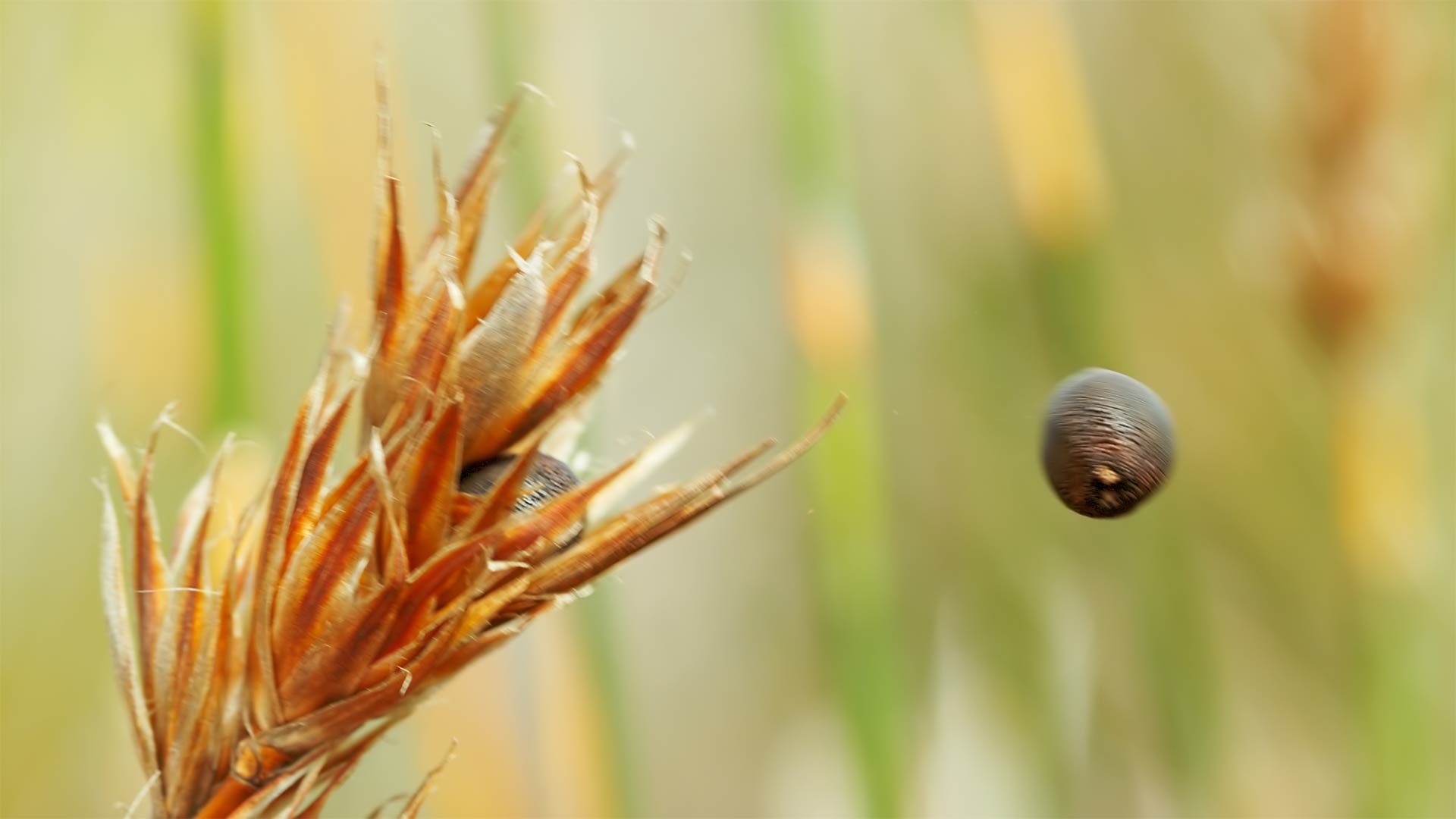 Watch The Green Planet Season 1, with your kids on DStv