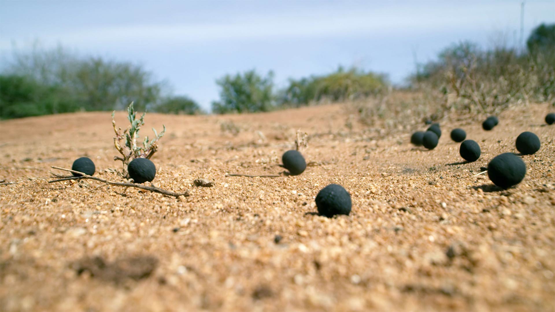 Watch The Green Planet Season 1 on DStv