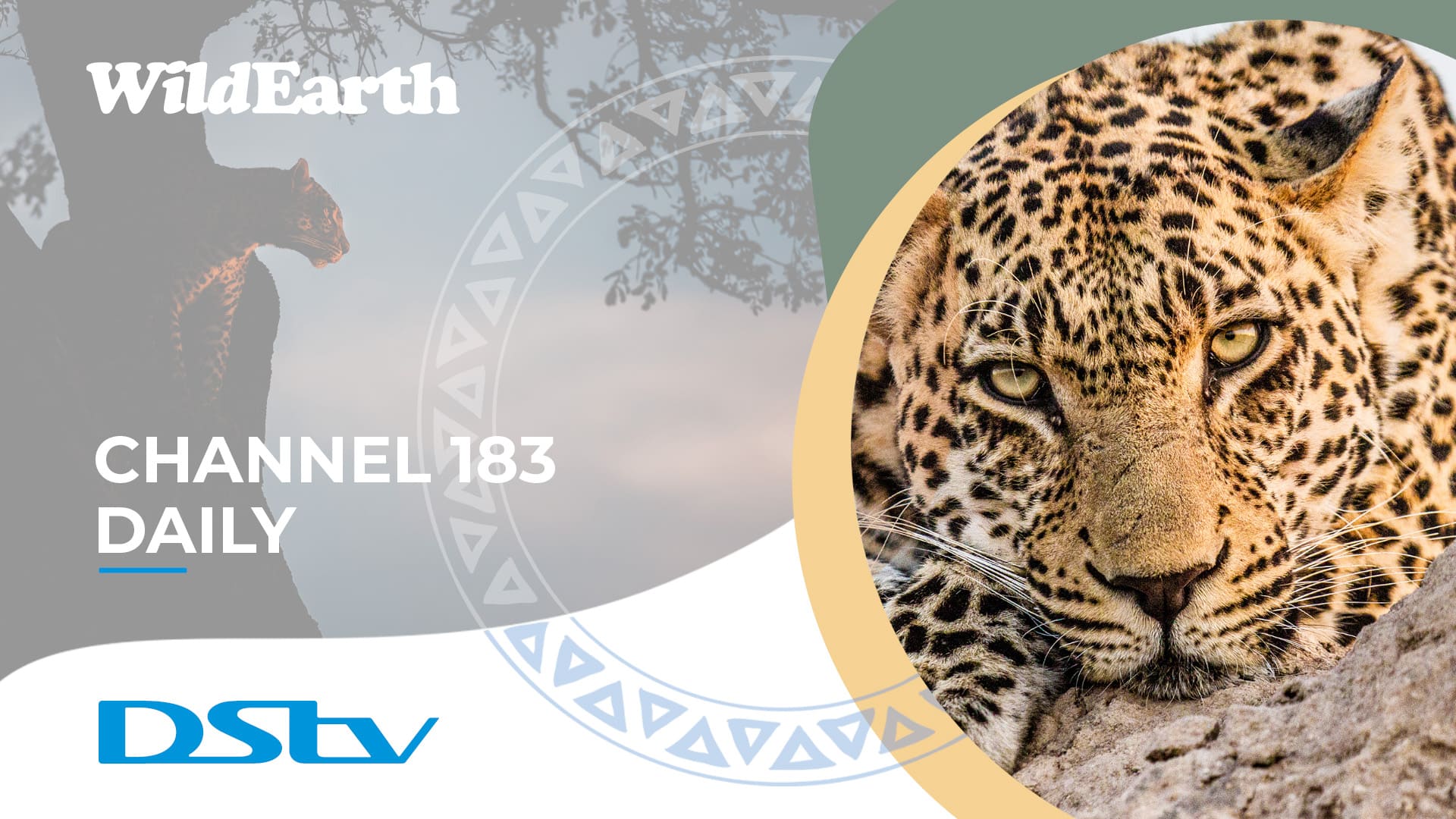 Watch WildEarth on DStv Channel 183
