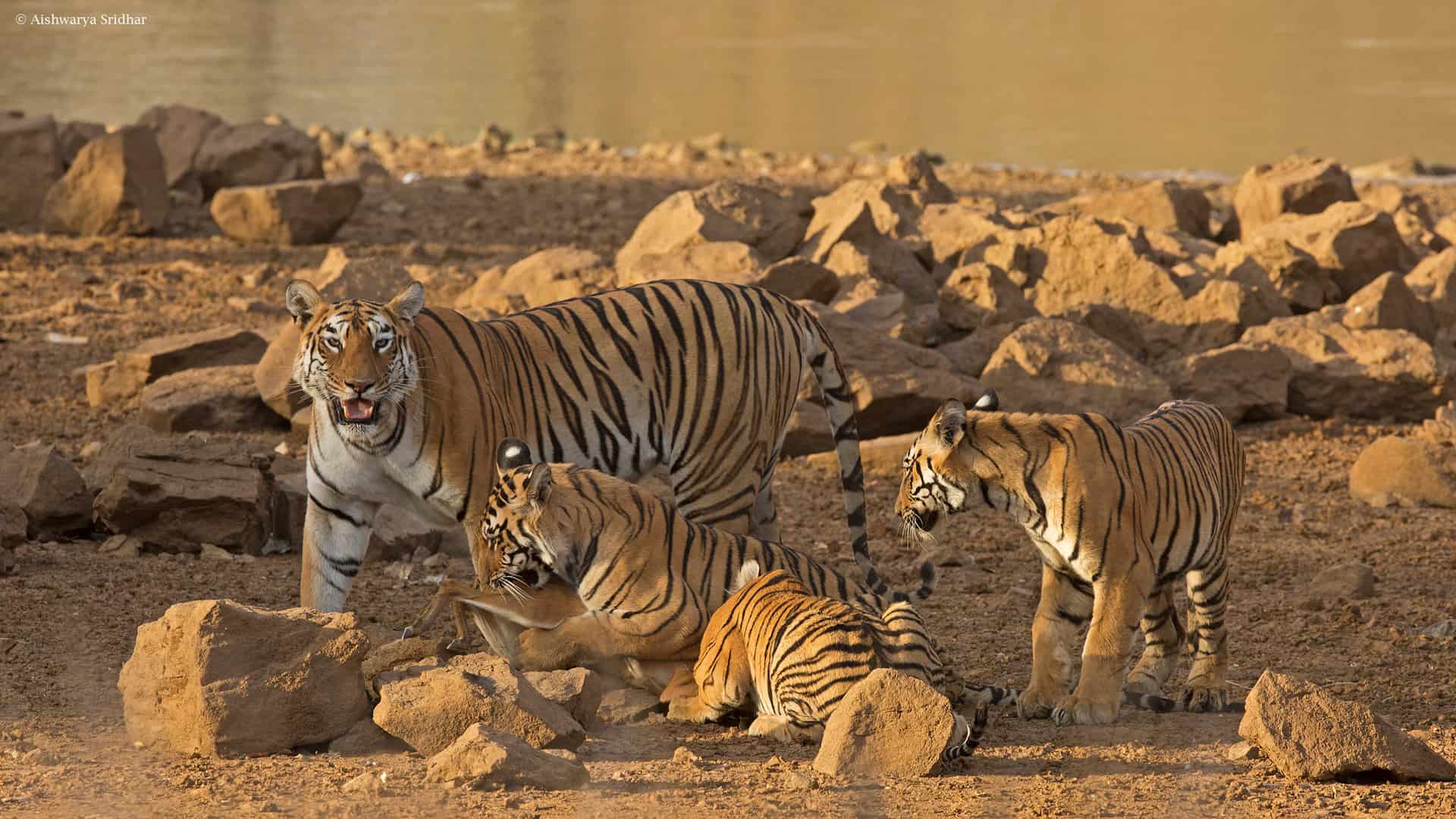 Aishwarya Sridhar’s Tiger Queen of Taru closes Big Cat Month on ...