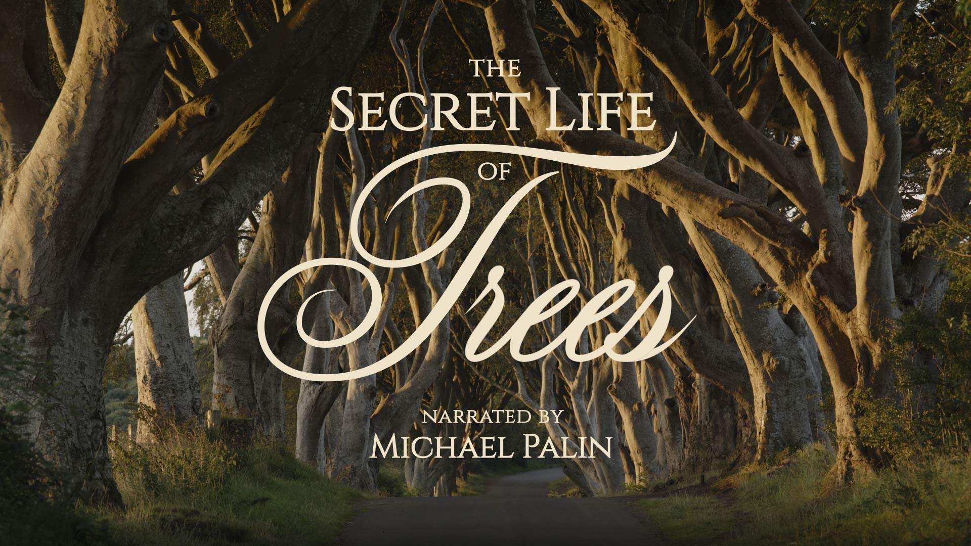 What to watch on DStv Premium in August 2025