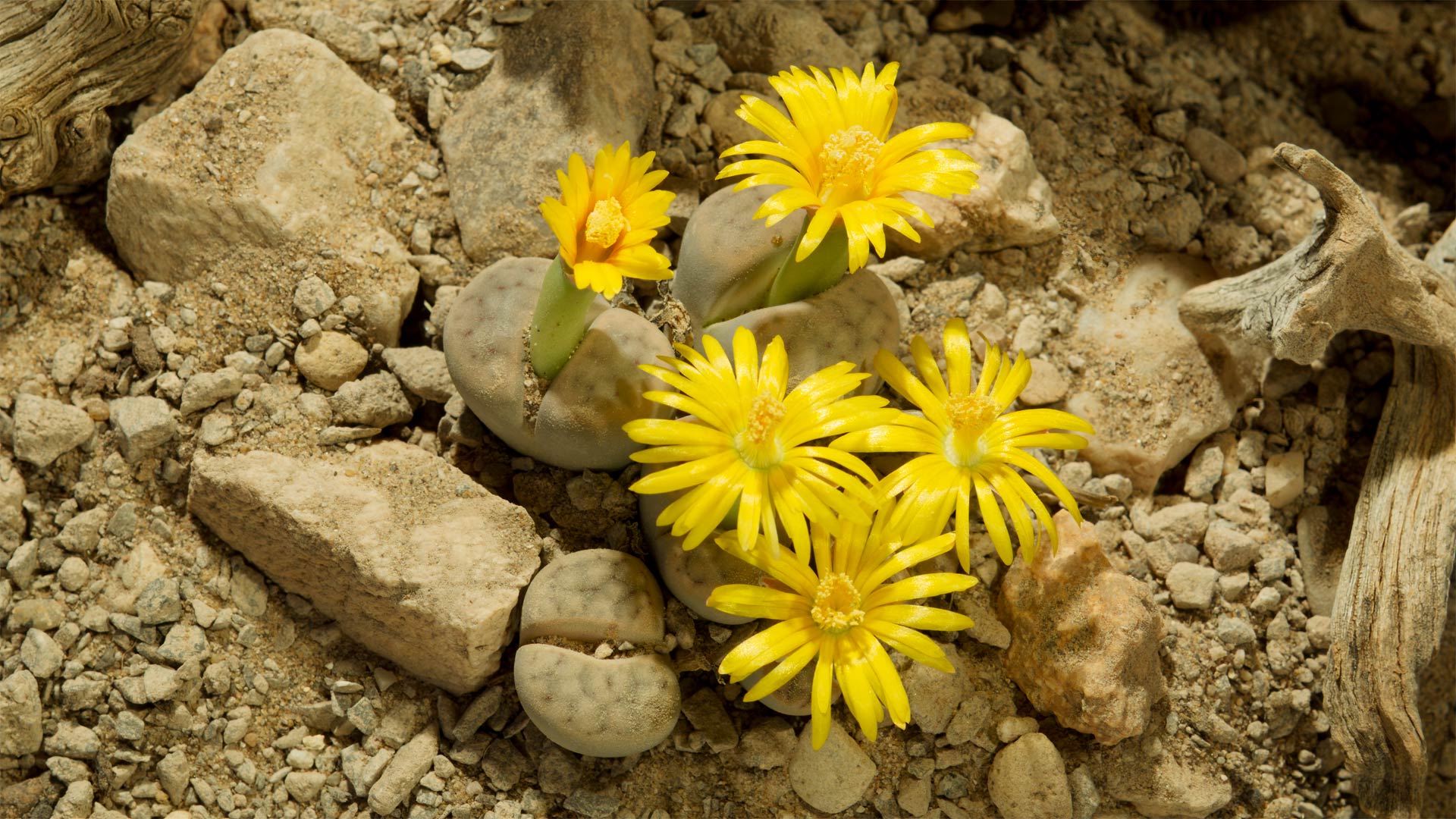 Watch The Green Planet Season 1, with your kids on DStv