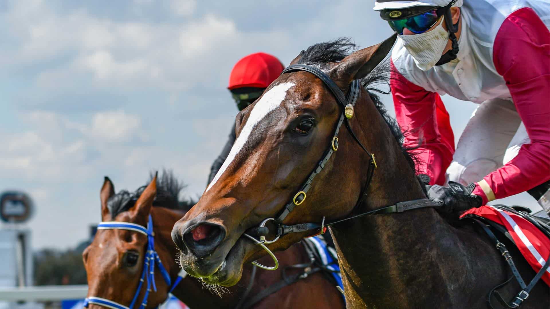 MultiChoice and 4Racing launch brand new 24-hour horse racing channel ...