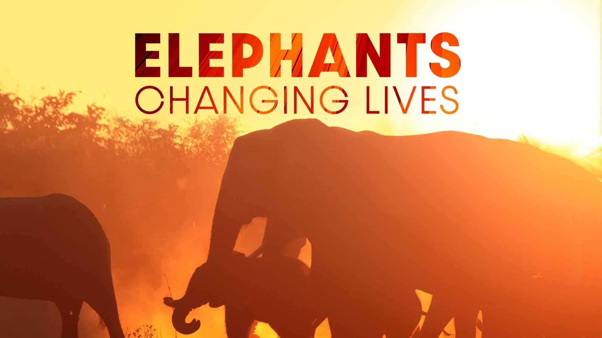 What to Watch on DStv Compact Plus in March 2022 | Highlights