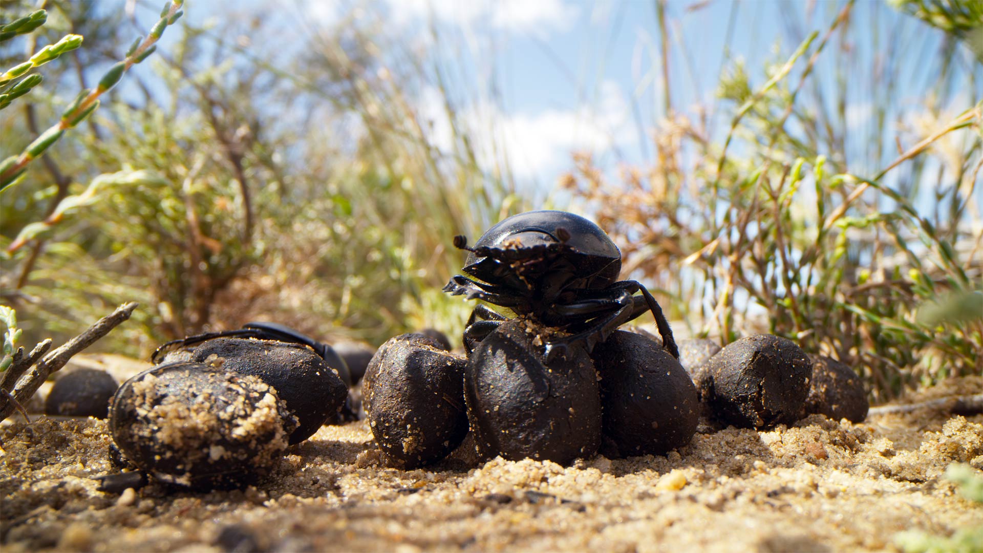 Watch The Green Planet Season 1, with your kids on DStv