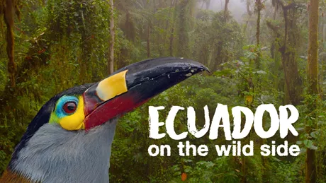 What to stream on DStv Compact Plus in July 2024