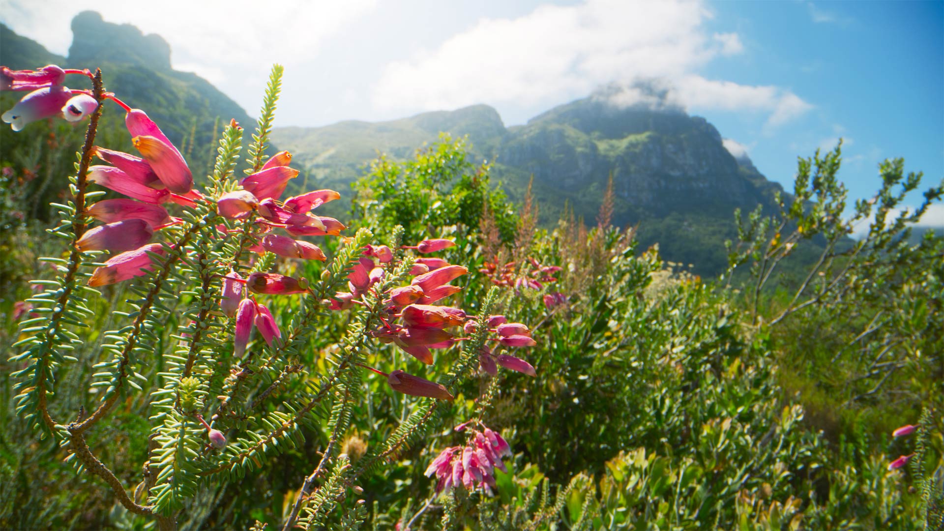 Watch The Green Planet Season 1, with your kids on DStv